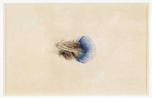 Drawing Feathers: Perfect for Mark Making