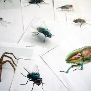 Visual Arts Planning: Insects and Minibeasts