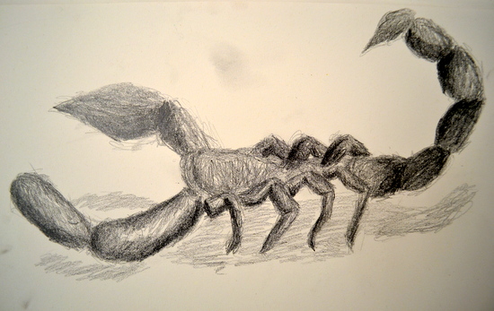 Drawing Exotic Insects from the Insect Room in the University of ...