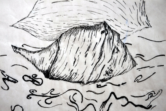 Drawing Shells On Loan From The University Museum of Zoology, Cambridge