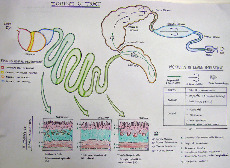Using Drawing as a Way of Understanding: University of Liverpool ...