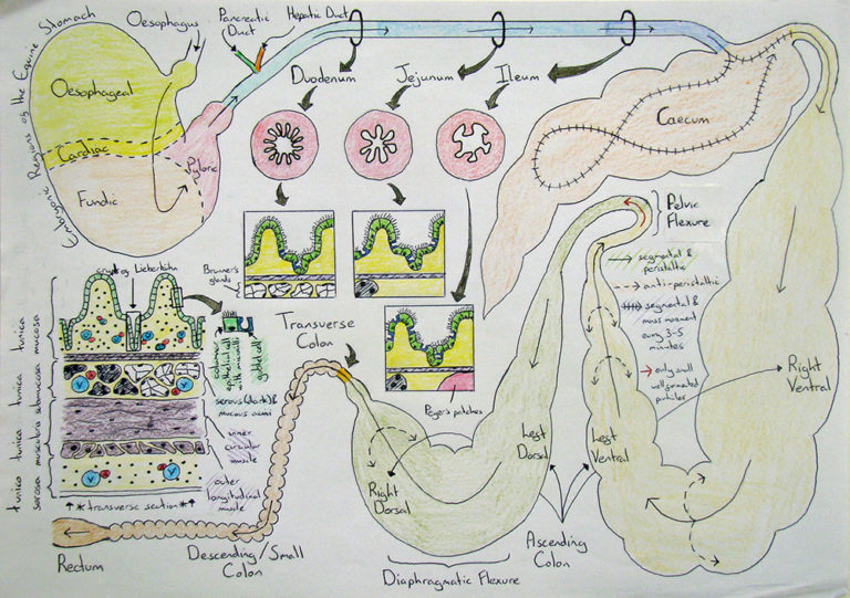 Using Drawing as a Way of Understanding: University of Liverpool ...