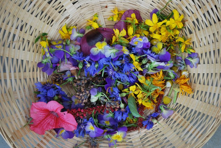 Pathway: Using Natural Materials to Make Images