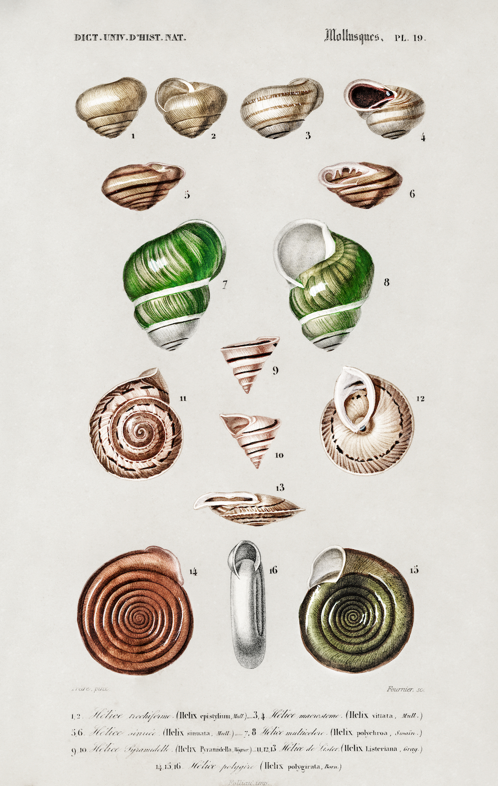 Drawing Source Material: Shells & Spirals