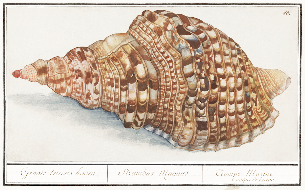 Drawing Source Material: Shells & Spirals