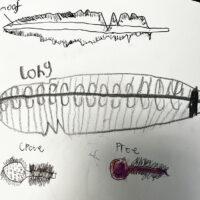 Drawing Feathers: Perfect for Mark Making